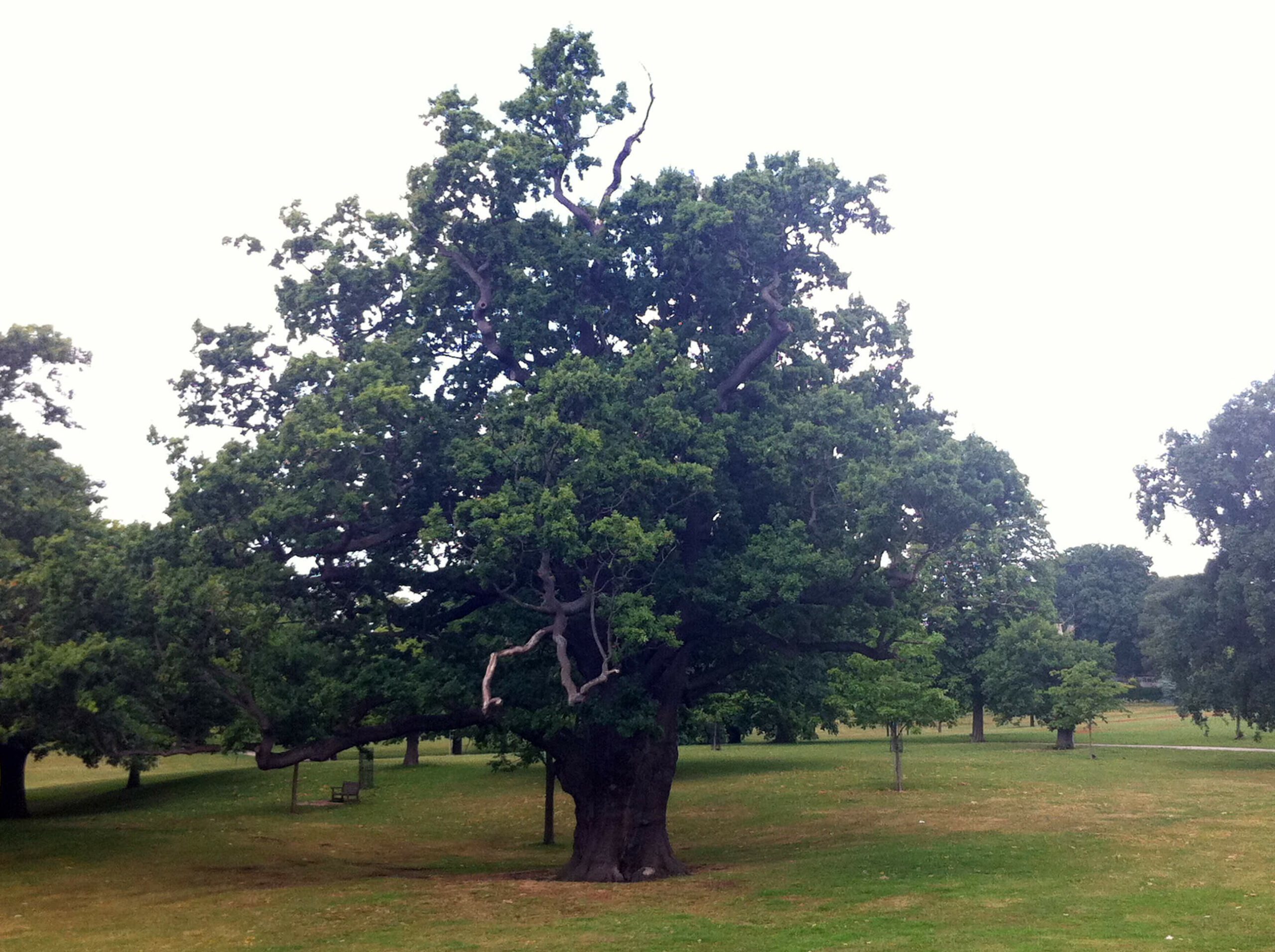 Trees | The Friends of Christchurch Park